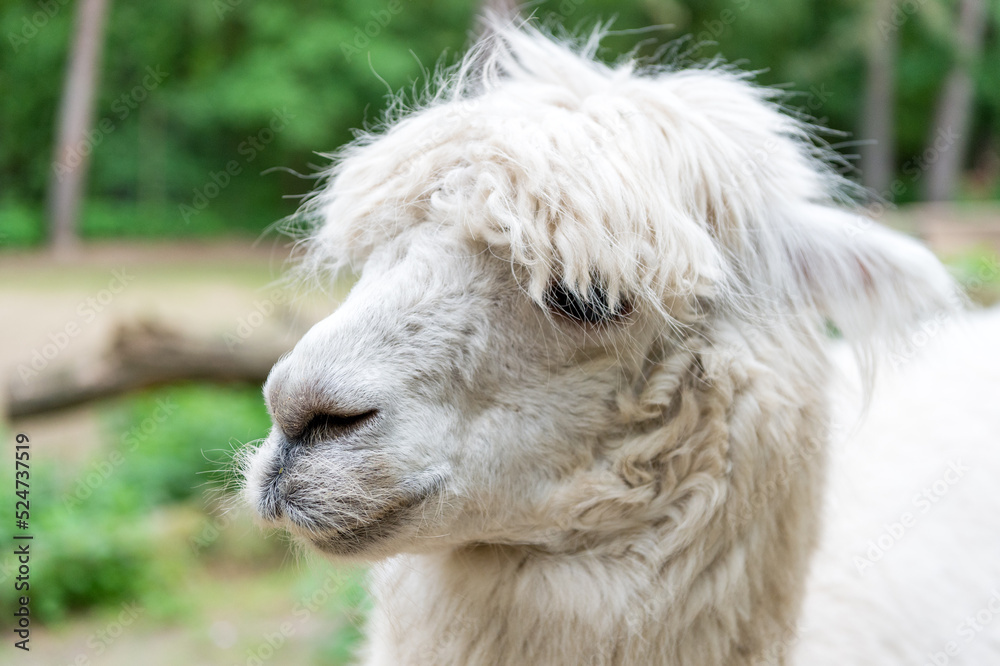 White lama glama muzzle natural background Stock Photo | Adobe Stock