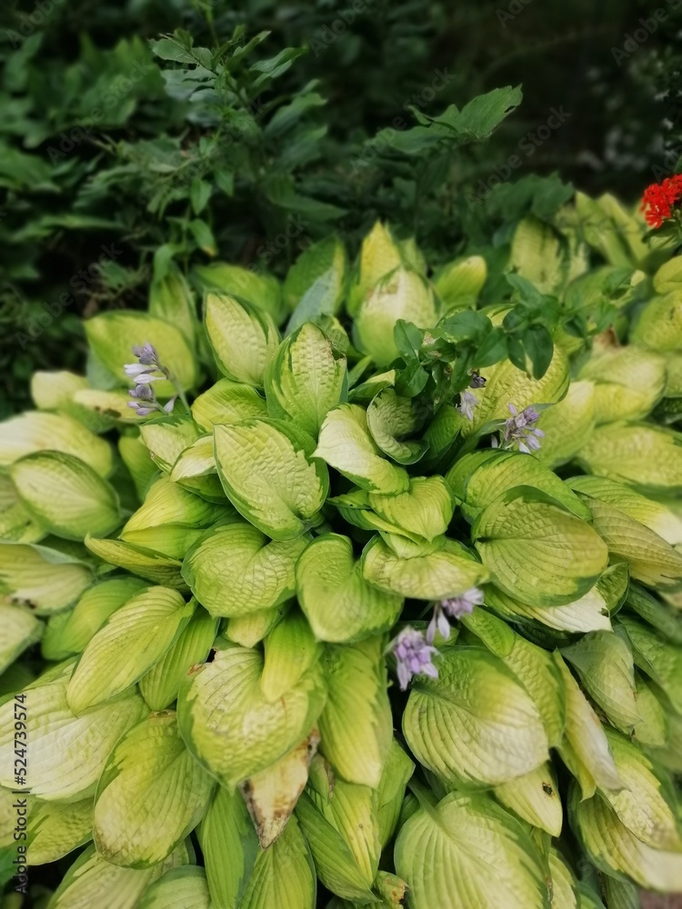 Light green golden leaves with a dark border around the edge. Hosta ...