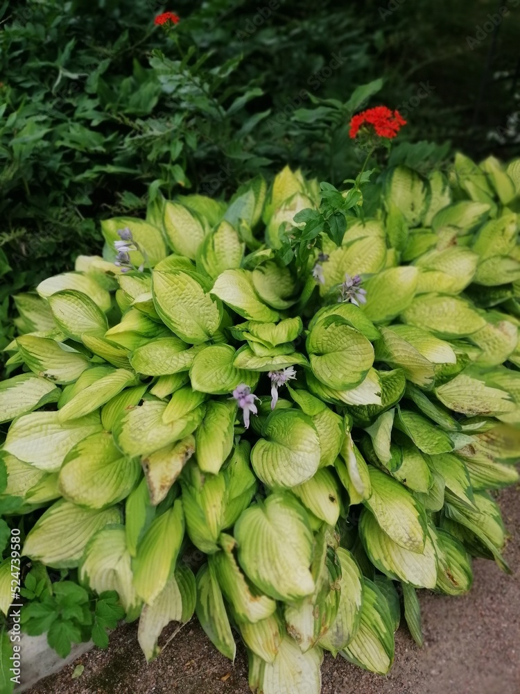 Light green golden leaves with a dark border around the edge. Hosta ...