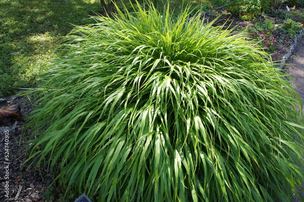 Weeping grass or Hakonechloa macra. A large cereal bush with narrow ...
