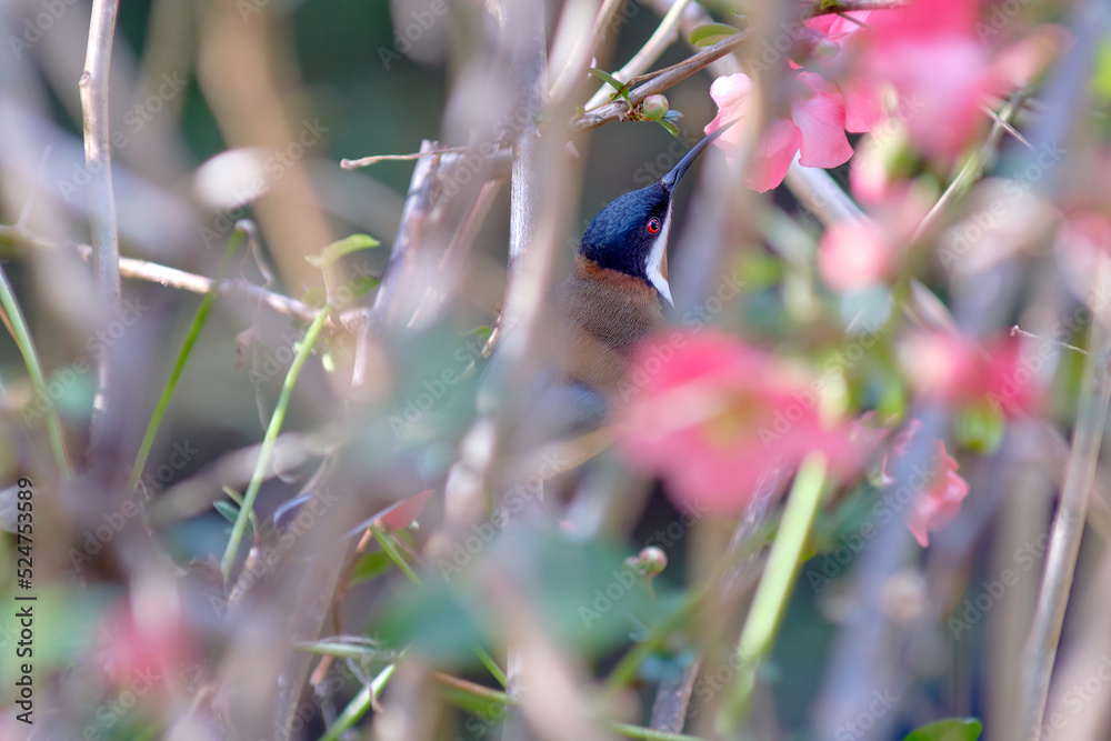 An Australian honeyeater (eastern spinebill) photographed in the Blue ...