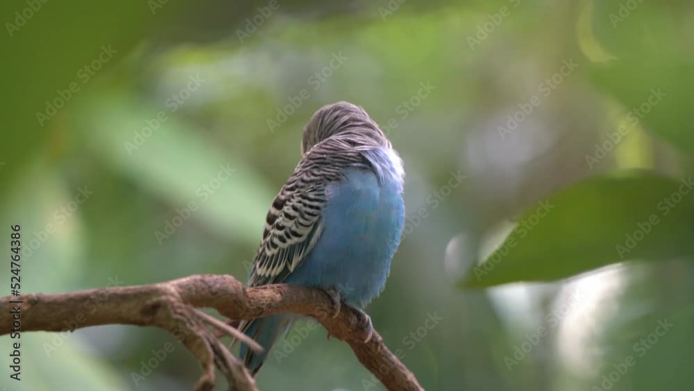 Exotic male budgerigar, melopsittacus undulatus with blue cere ...