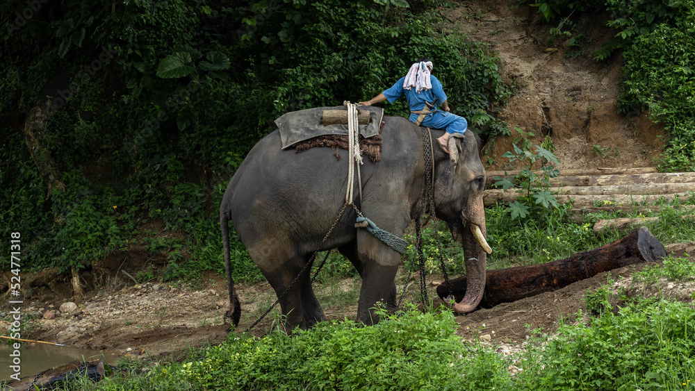 Asian Elephant pulling tree with chains, Asian elephants pulling logs ...