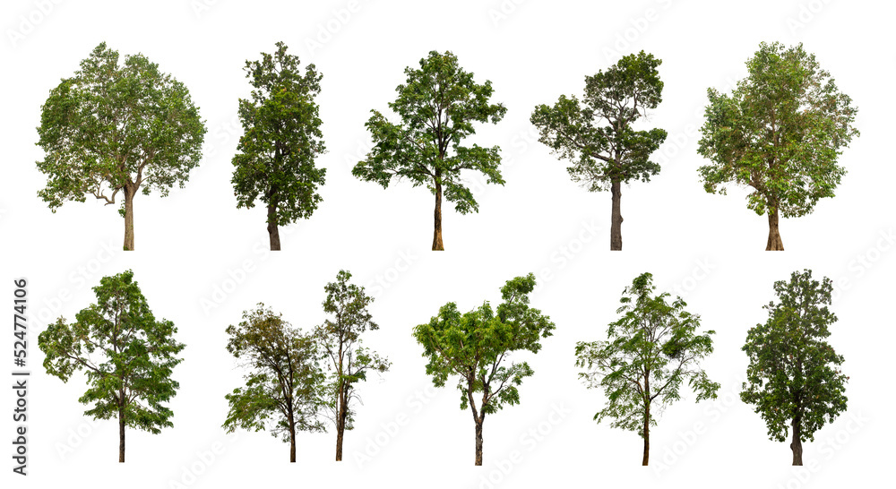 collection tree cut out from original background and replace with white ...