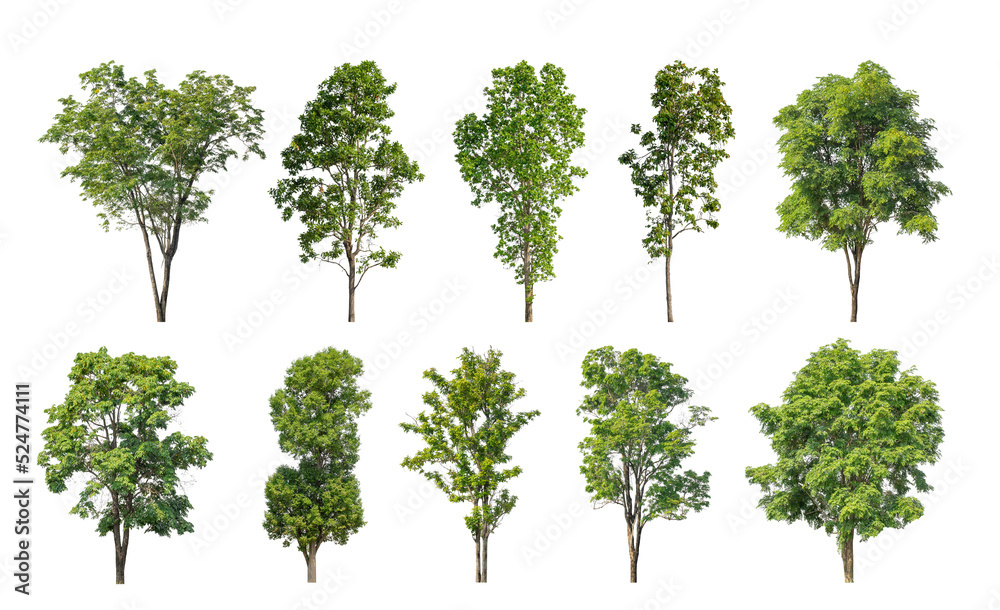 collection tree cut out from original background and replace with white ...
