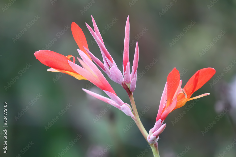 Beautiful Canna Indica Red flower with blur background. This plant is ...
