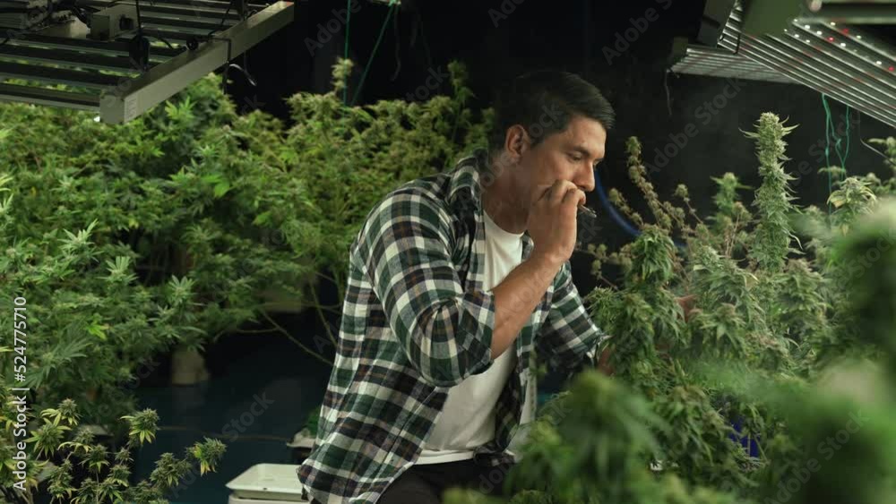 Marijuana farmer smoking rolled marijuana weed joint in curative ...