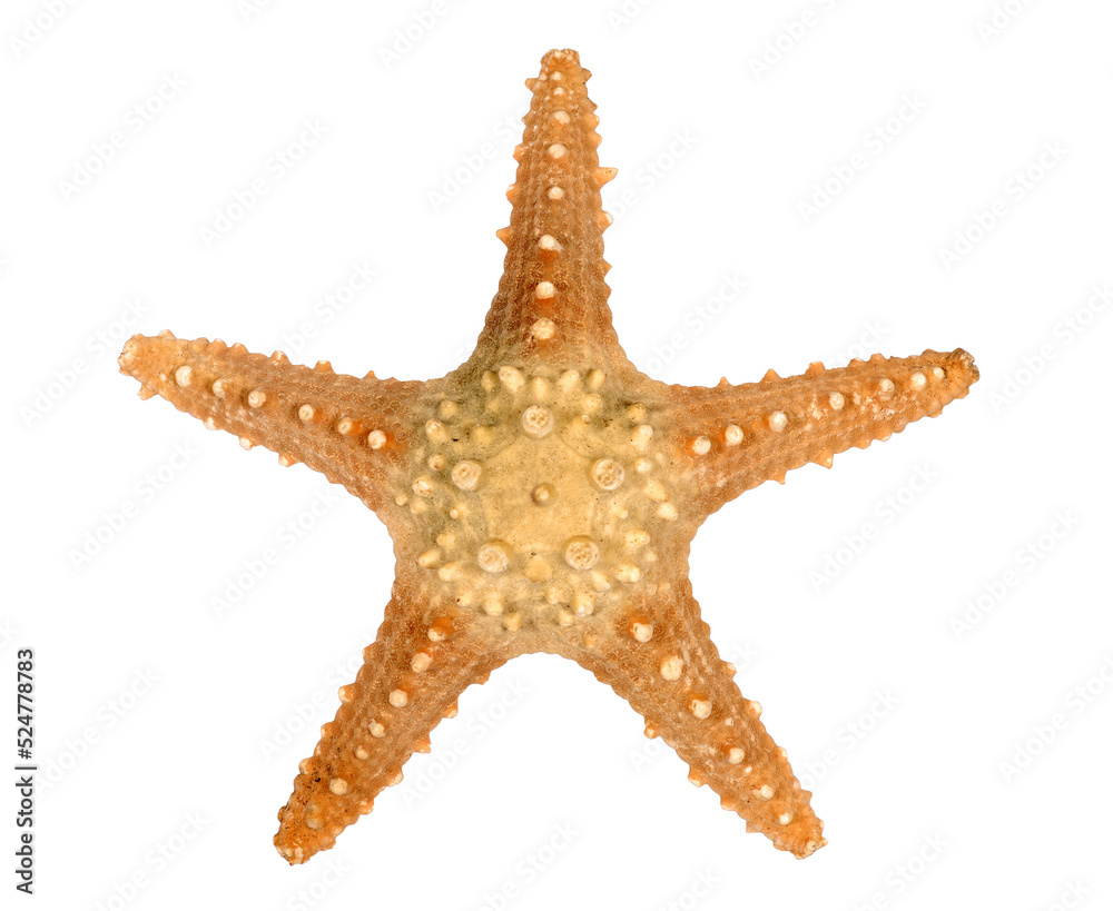 Starfish star fish isolated transparent background photo PNG file Stock ...