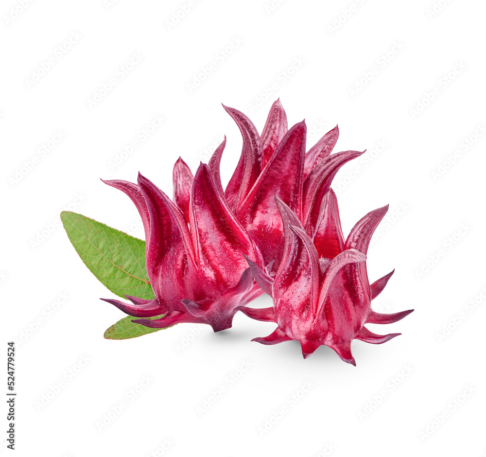 Fresh roselle fruits isolated on transparent background (.PNG) Stock ...