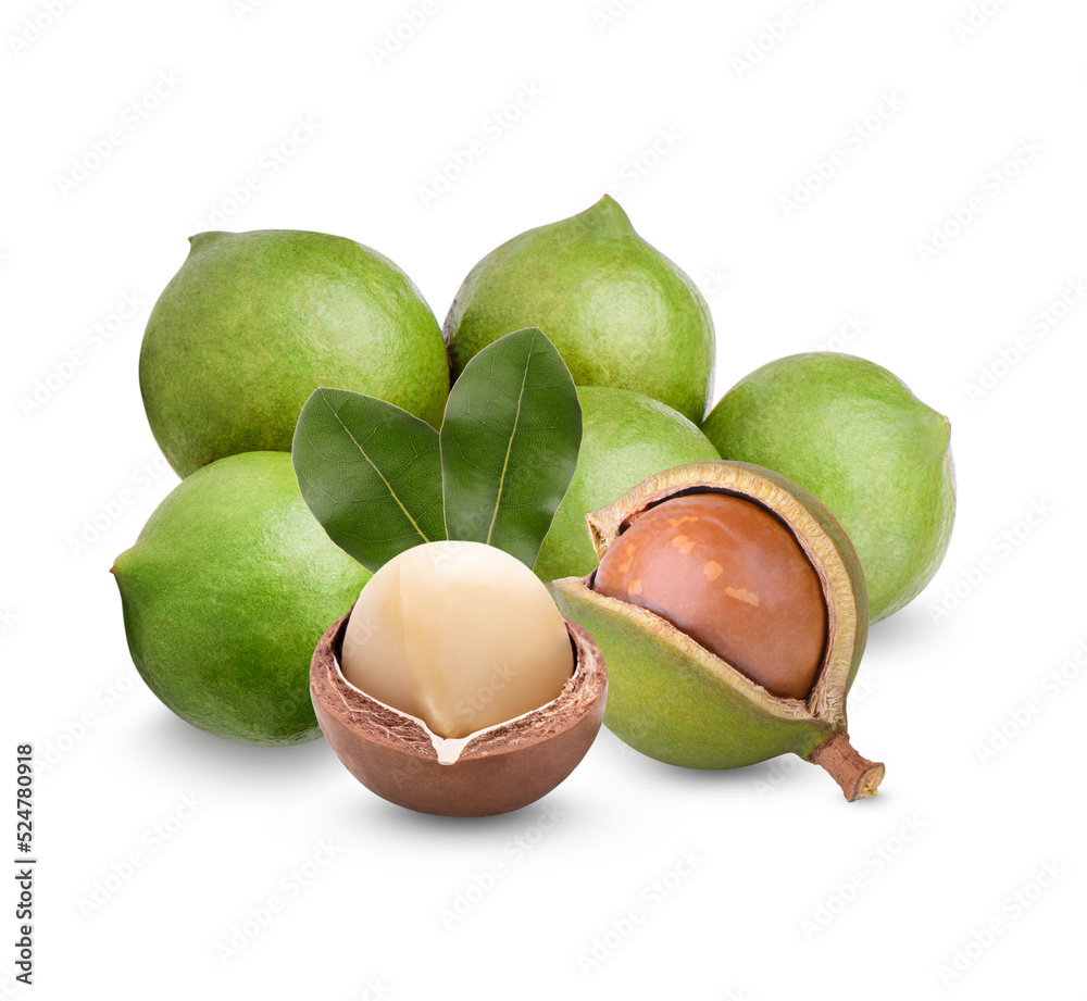 Macadamia nuts with leaves isolated on transparent background (.PNG ...