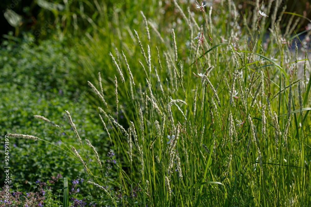Sesleria autumnalis, commonly known as autumn moor grass. Ornamental ...