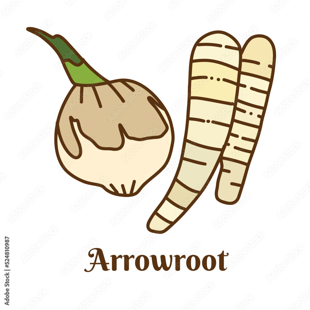 Hand drawn vector illustration of arrowroot isolated on white ...