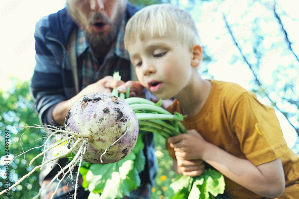 POV family picking seasonal vegetables turnips from local garden ...