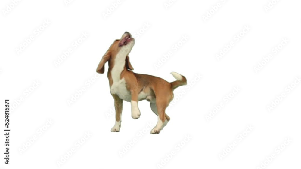 dog dancing on white background Stock Video | Adobe Stock