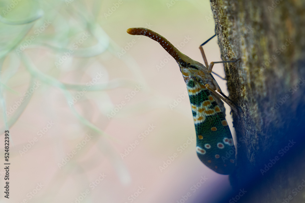 Lantern bug. Pyrops candelaria. Cicadidae Pyrops ducalis. The family ...