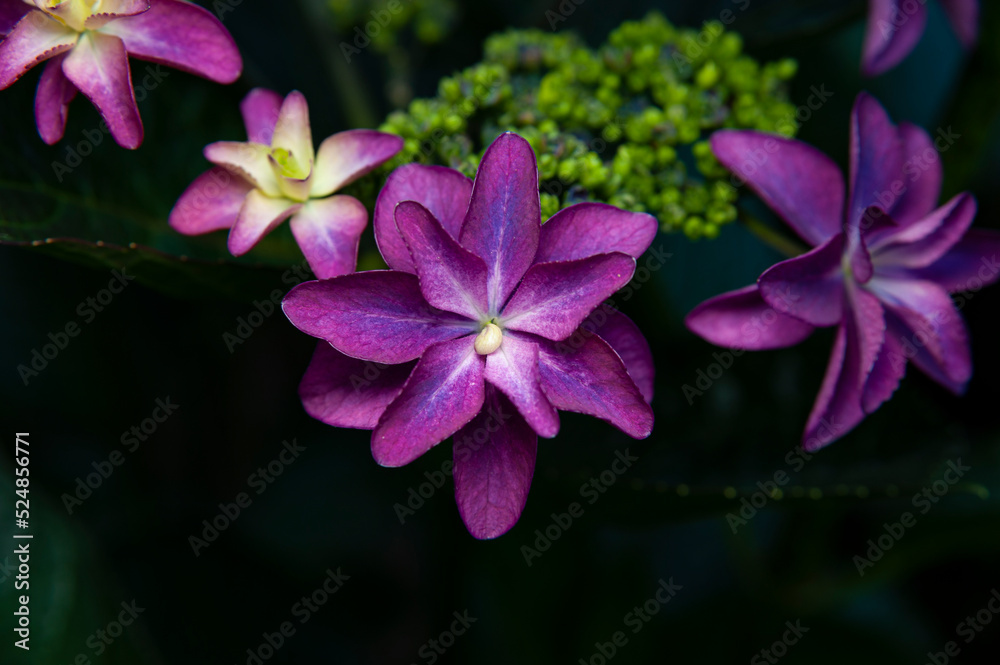 Beautiful purple flower Hydrangea macrophylla species known in Japan as ...