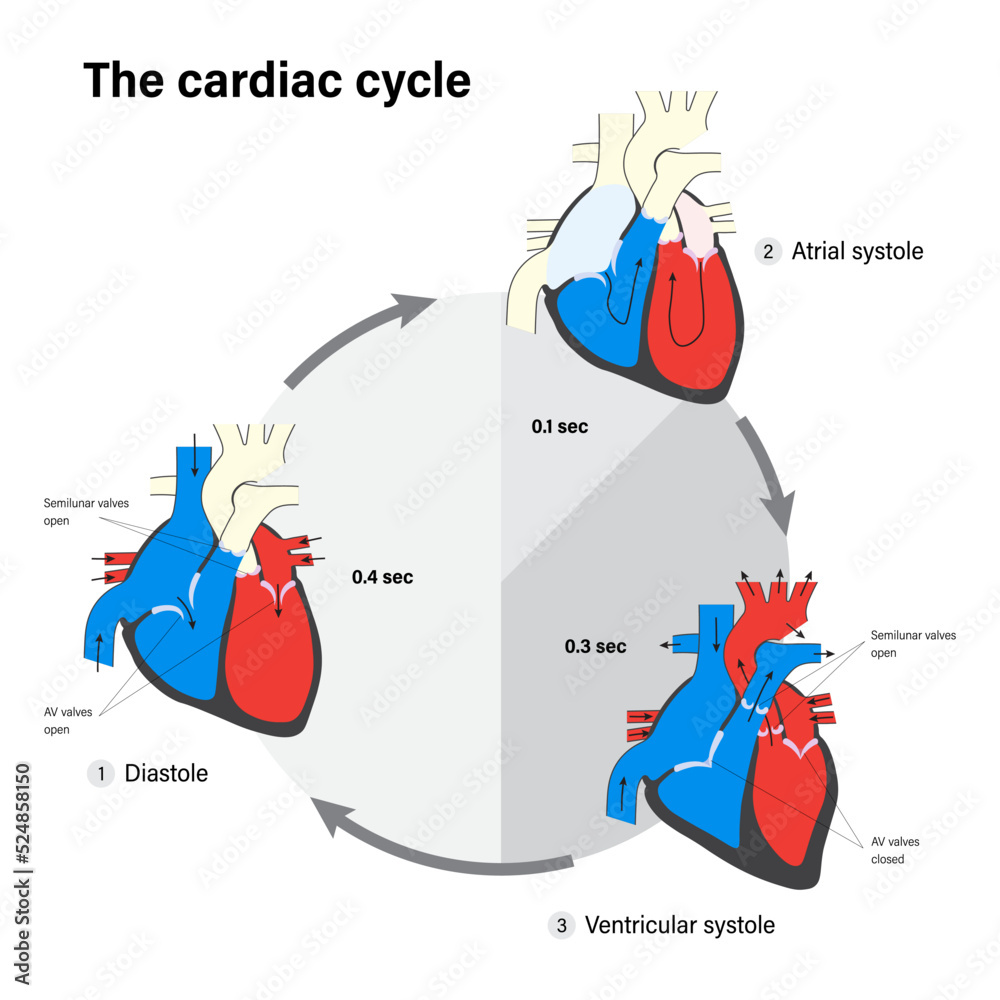 The cardiac cycle. Human heart anatomy. Diastole, Atrial systole and Ventricular systole. Stock ...
