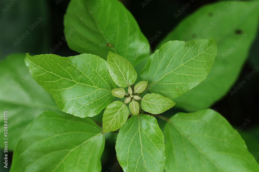 Acalypha indica is a species of wild plant belonging to the genus ...