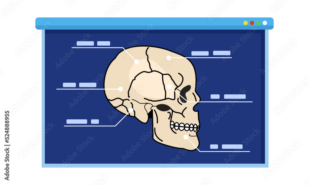 Human skull Diagram with explaining. explain anatomy for lecture ...