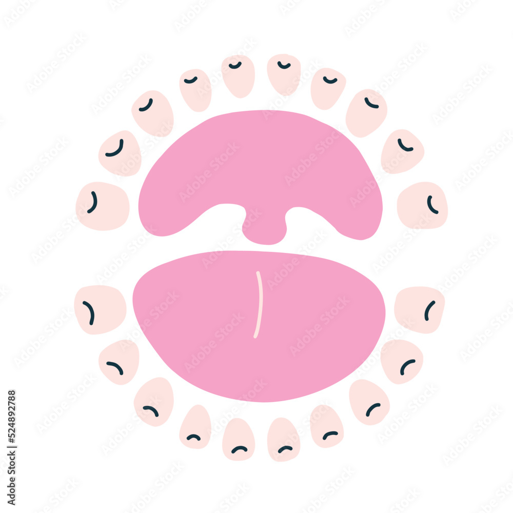Open mouth palate with upper and lower row of teeth element in isolated ...
