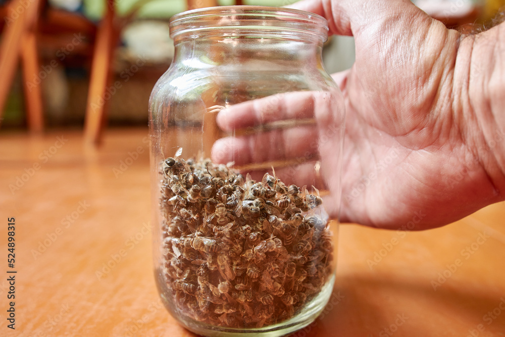 The bodies of dead honey bees are collected and poured into a jar for ...