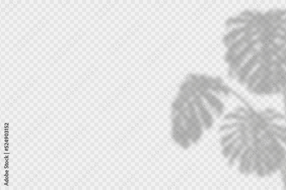 Shadow overlay of monstera leaves. Transparent overlay shadow effect ...