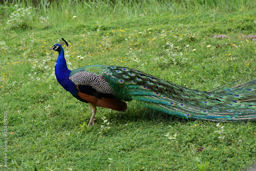 Un paon à la réserve africaine de Sigean Stock Photo | Adobe Stock