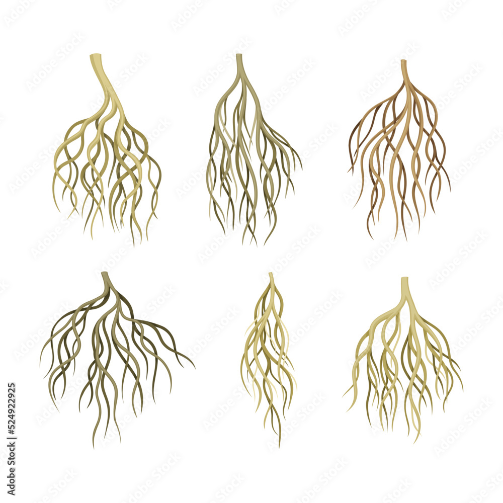 Branching Root as Tree Part Below the Surface of Soil Vector Set Stock ...