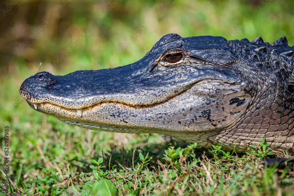 Extreme close up of Florida alligator facing left. Stock Photo | Adobe ...