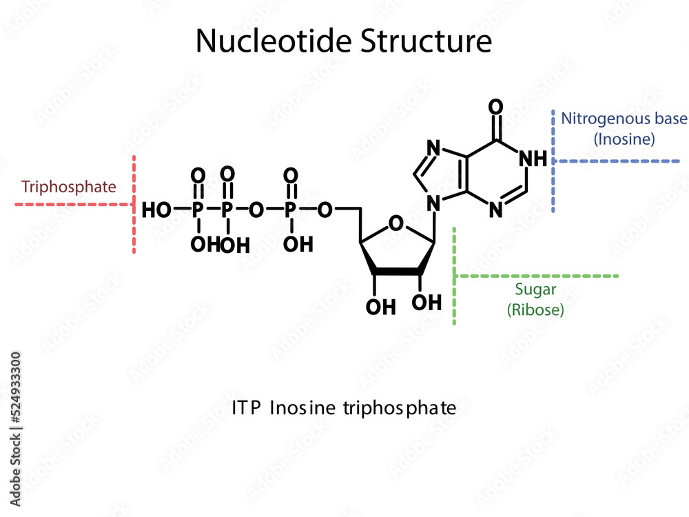 ITP Inosine triphosphate Nucleoside molecular structure diagram on ...