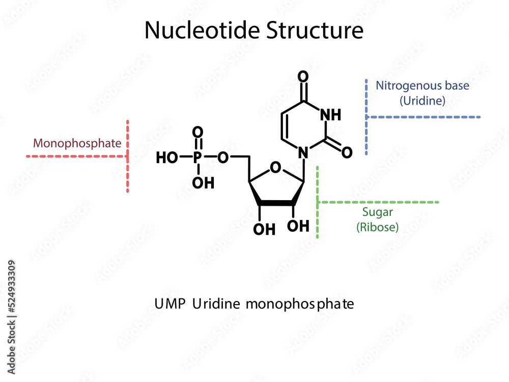 Ump Uridine Monophosphate Nucleotide Molecular Structure Diagram On