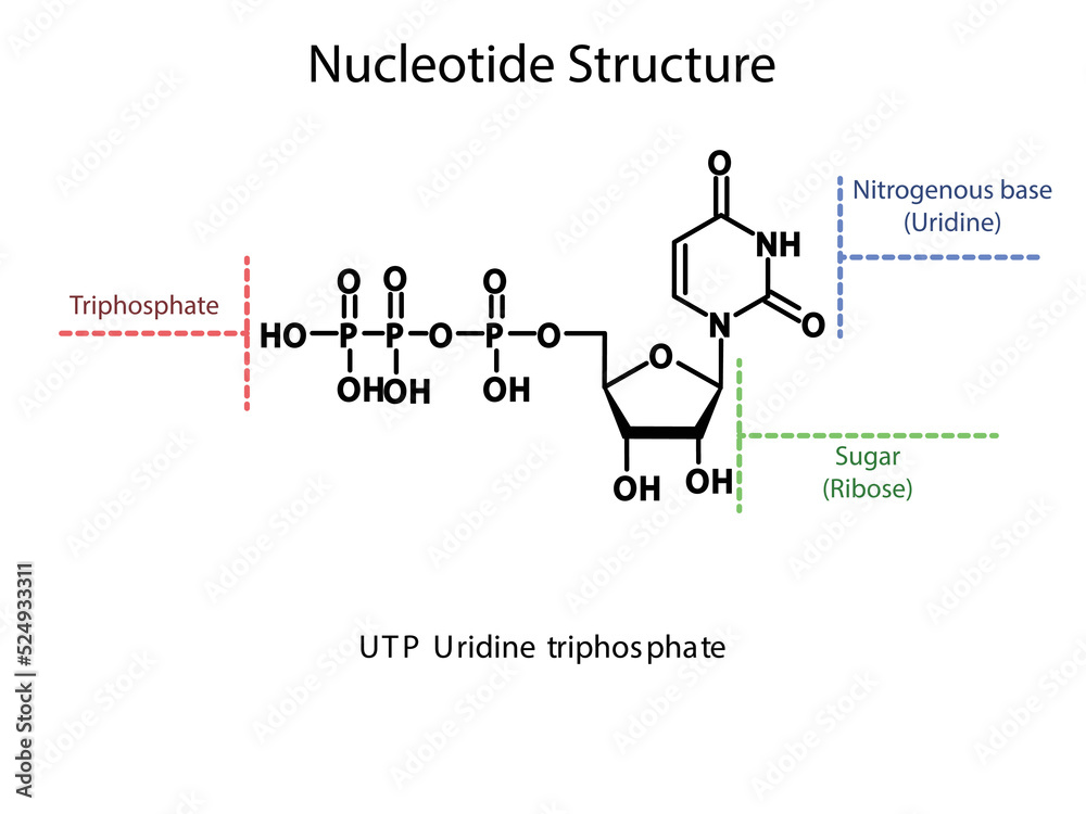 UTP Uridine triphosphate Nucleoside molecular structure diagram on ...