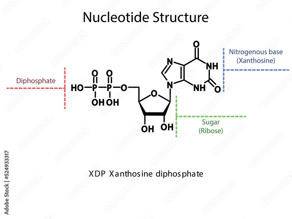 XDP Xanthosine diphosphate Nucleoside molecular structure diagram on ...