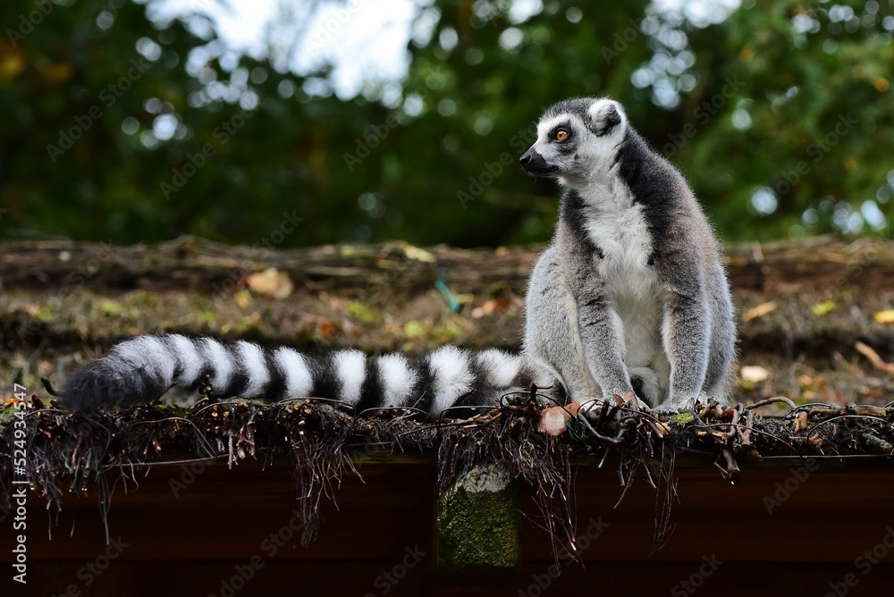Le Lémur catta ou Maki catta est un primate lemuriforme de la famille ...