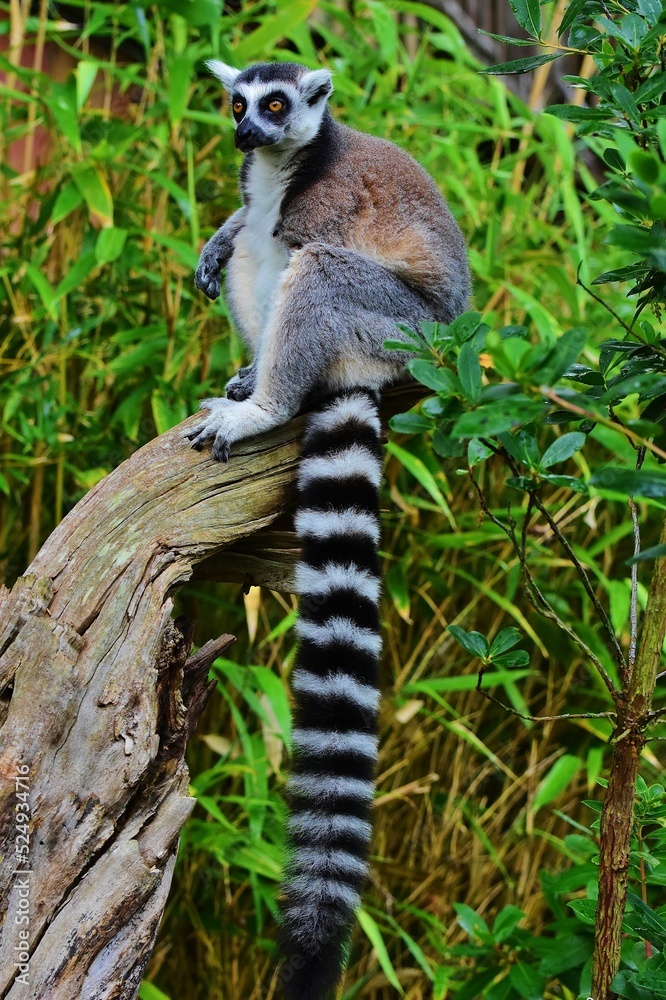 Le Lémur catta ou Maki catta est un primate lemuriforme de la famille ...