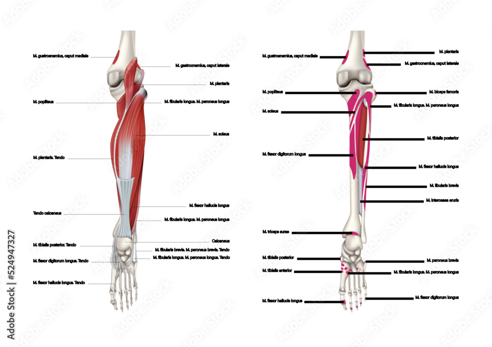 Photo & Art Print Places of origin and attachment of the posterior ...