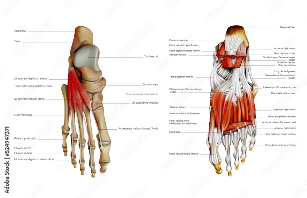 The Anatomy Of The Human Foot Is Medial And Middle Plantar Muscles Vector 3d Illustration Stock