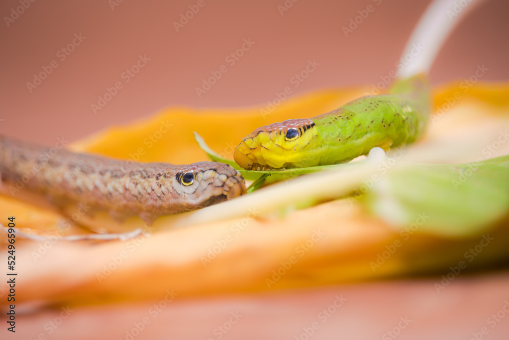 Caterpillar of hawk moth species, mimicking the head of a snake ...