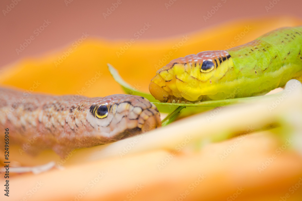 Caterpillar of hawk moth species, mimicking the head of a snake ...