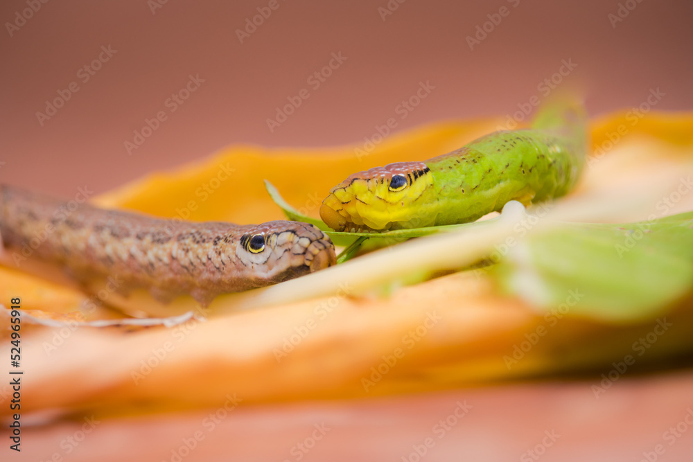 Caterpillar of hawk moth species, mimicking the head of a snake ...