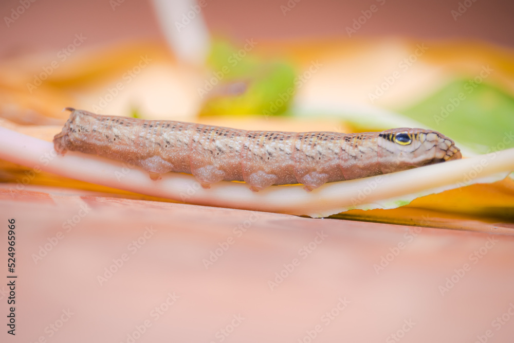 Foto Stock Caterpillar of hawk moth species, mimicking the head of a ...