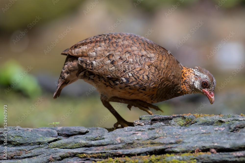 ferruginous partridge (Caloperdix oculeus) The body is orange. The ...