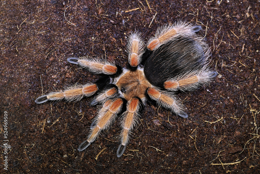 Macro tarantula spider on the ground. Tarantula spider Brachypelma ...