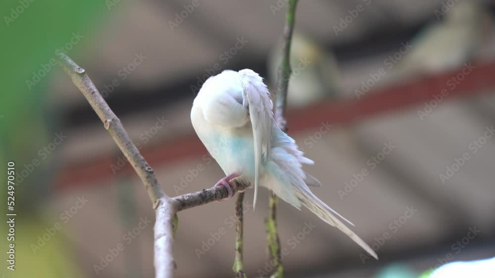 Unique rare white albino parakeet spotted perching on the tree branch ...