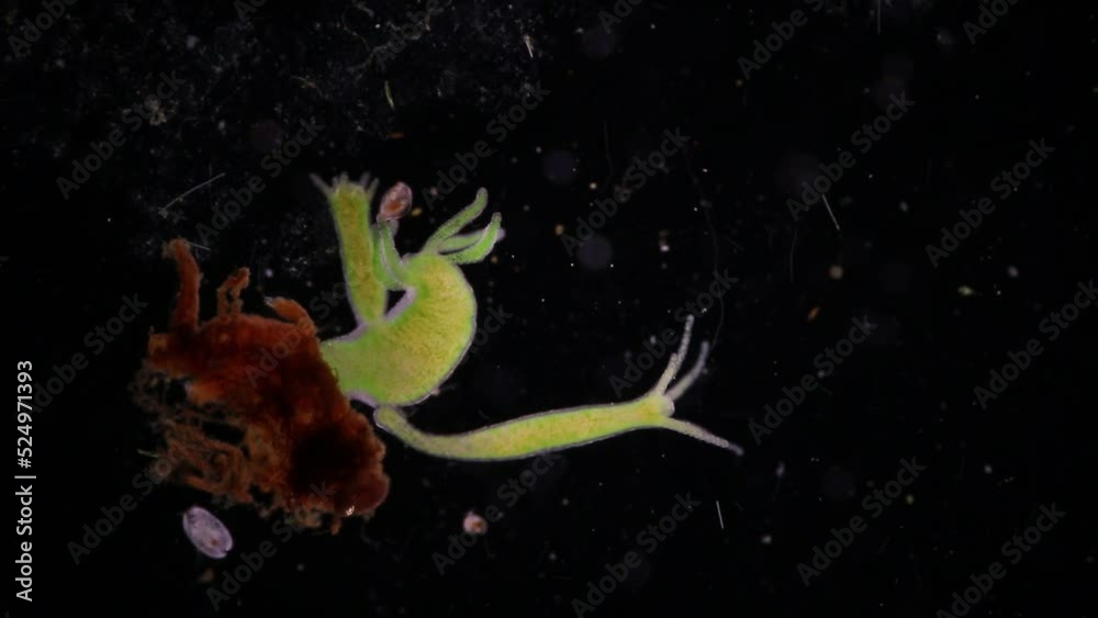 Hydra under the microscope, Hydra is a genus of small, fresh-water ...