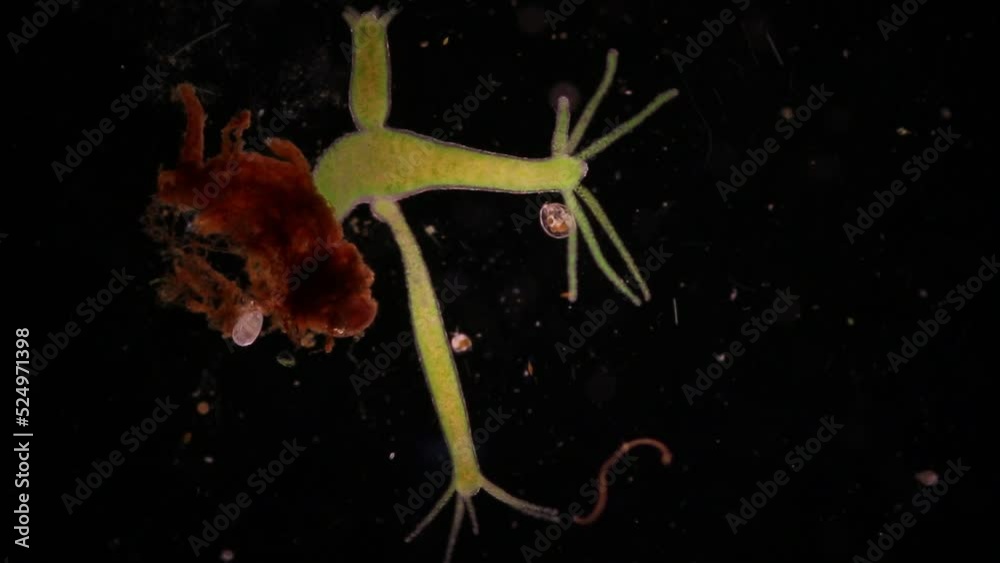 Hydra under the microscope, Hydra is a genus of small, fresh-water ...