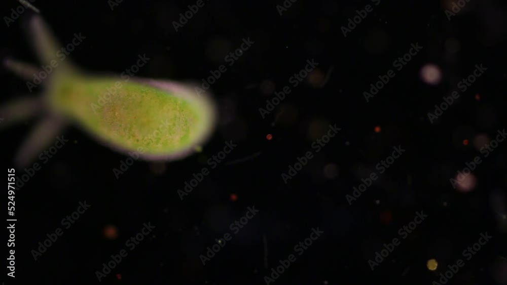 Hydra under the microscope, Hydra is a genus of small, fresh-water ...