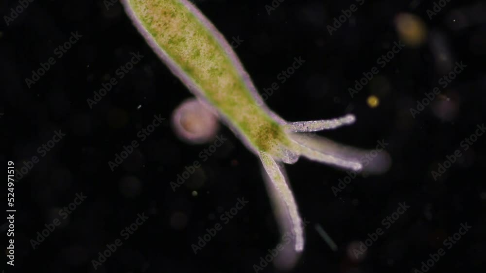 Hydra under the microscope, Hydra is a genus of small, fresh-water ...