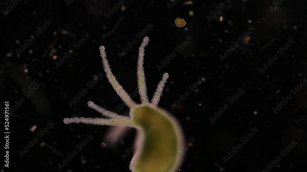 Hydra under the microscope, Hydra is a genus of small, fresh-water ...