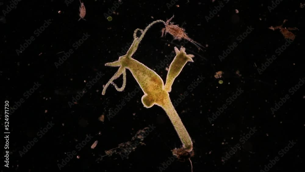 Hydra under the microscope, Hydra is a genus of small, fresh-water ...